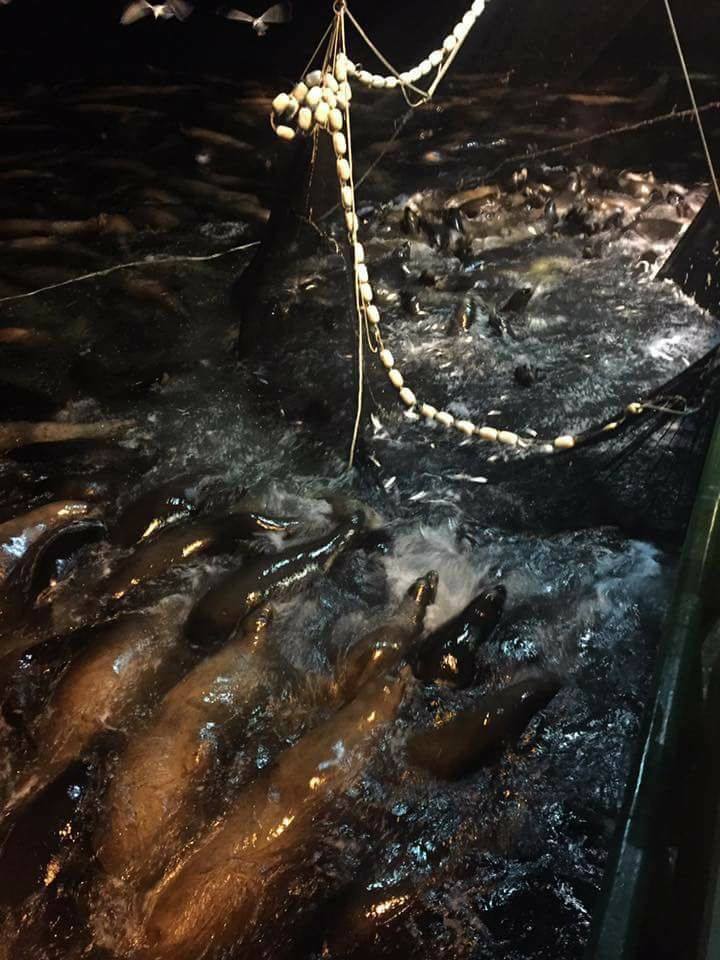 BC group calls for a cull to deal with pinniped predation – Canadian ...